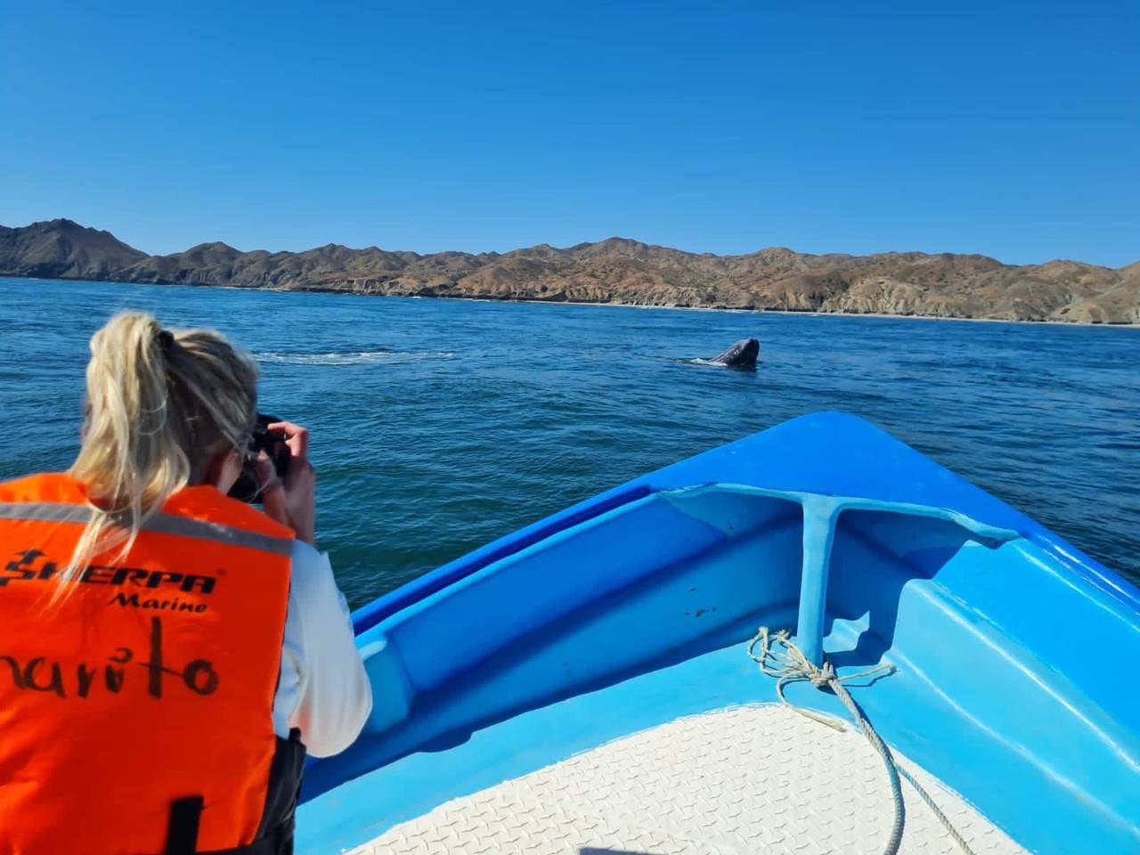 Buen pronóstico en temporada de avistamiento de ballena gris en Puerto ...