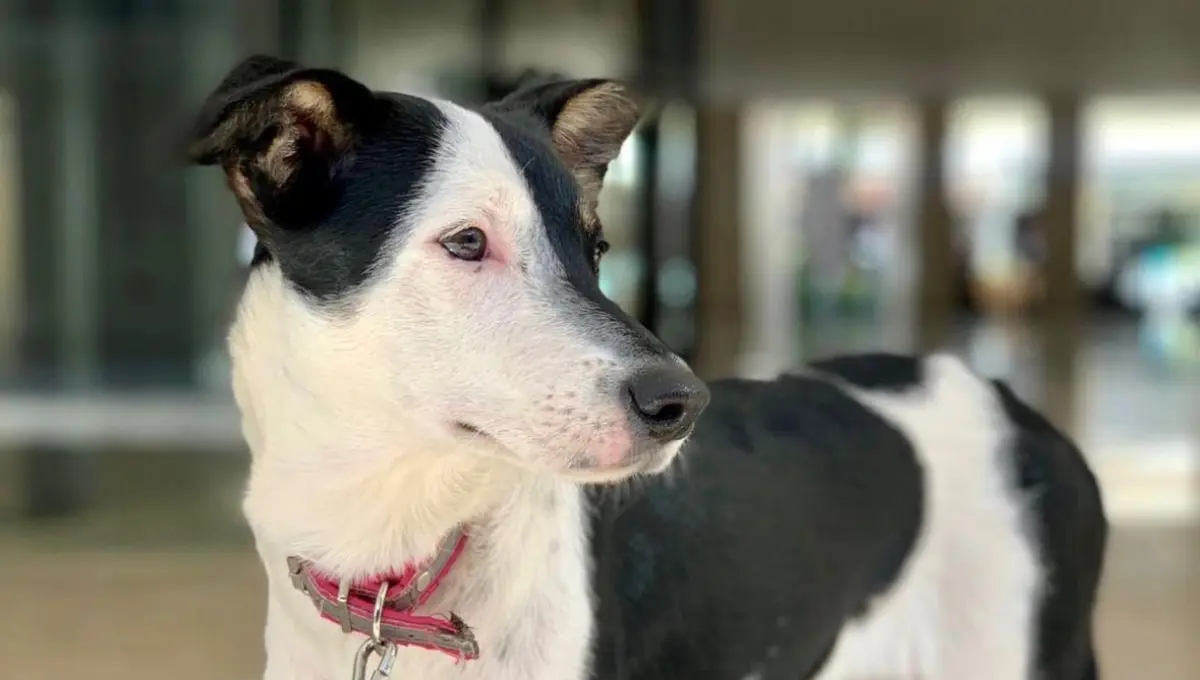 Conoce a Trova, la mascota consentida del Palacio de la Música en ...
