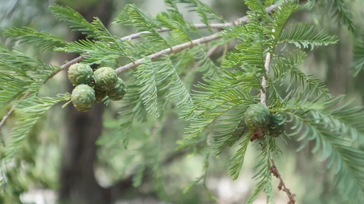 Árbol nativo de Nuevo León: conoce el Sabino y sus múltiples beneficios ...